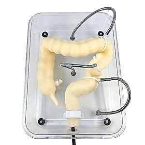 WFZY Medical Colon Model Soft Virtual Colonoscopy Training Model for Nursing Medical Training