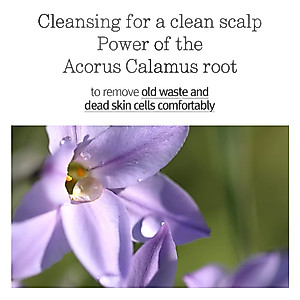 Pyunkang Yul Low pH Scalp Shampoo with Natural Surfactant & Acorus Calamus Root for Perfect Cleansing & Healthier Scalp, Moisturizing, Soothing & Calming, Therapeutic for Damaged Hair 16.9 Fl.oz