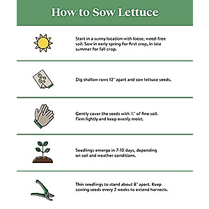 Burpee Heatwave Blend Lettuce Seeds 1000 seeds