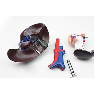 Human Life Size Liver, Pancreas and Duodenum Simulation Model Medical Anatomy Type:YR-H-XC-311