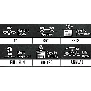 Small Sugar Pumpkin Seeds for Planting - Non-GMO Heirloom Packet with Instructions to Plant a Home Vegetable Garden - Great Gardening Gift - 25 Seeds Per Pack (1 Packet)