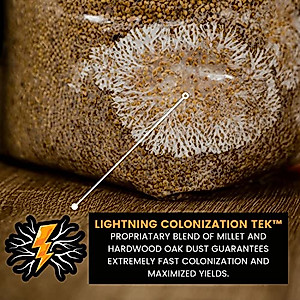 MushroomSupplies.com Sterilized Grain Bag for Mushroom Growing | Millet Substrate | 0.2 Micron Filter Mycobag Grow Kit | Mycology Cultivation Supplies (3LB)