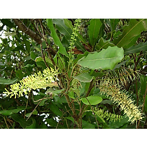 5 Macadamia Nut Tree Seeds - Macadamia integrifolia - Ships from Iowa, USA