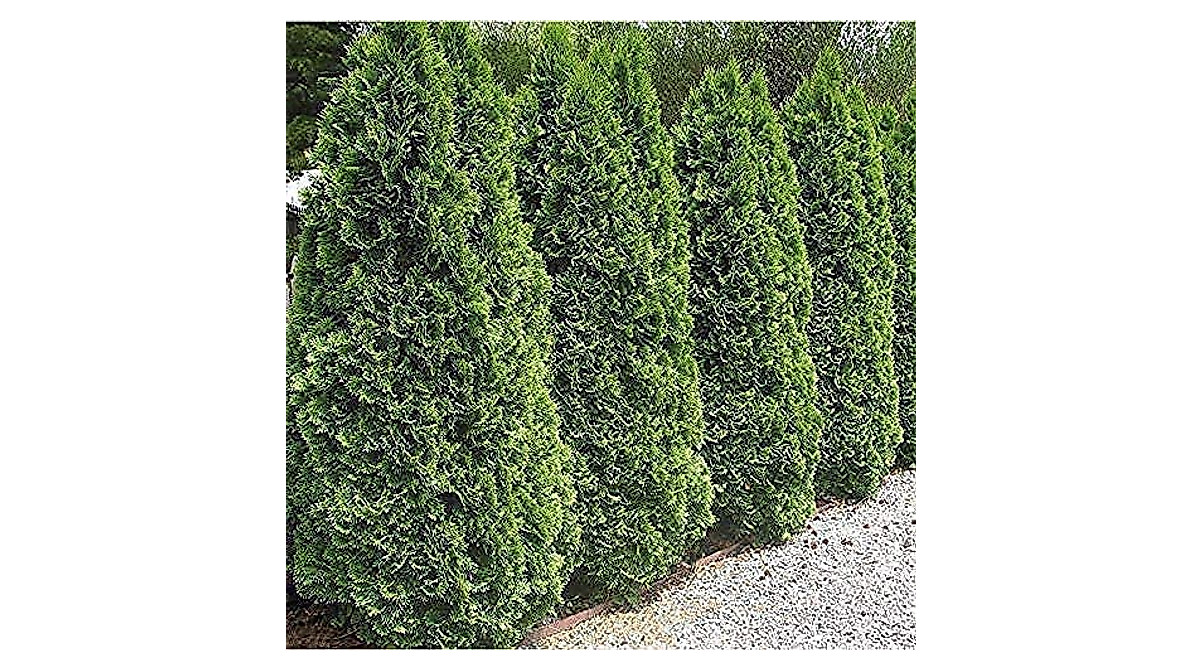Arborvitae Emerald Green | 3 Live Gallon Size Trees | Thuja ...