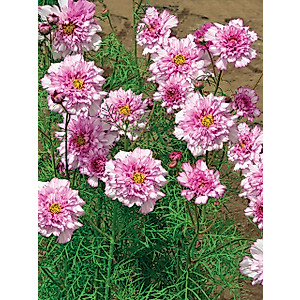 Burpee Double Click Bicolor Pink Cosmos Seeds 50 seeds