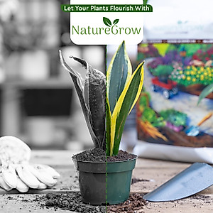 NatureGrow Earth Worm Castings-10lb - Worm Castings Organic, Plant Fertilizer, Earthworm Castings - Pure Worm Castings for Gardening, Organic Worm Casting