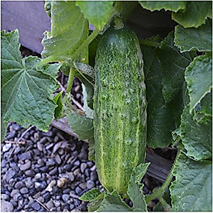 Seed Needs, Spacemaster 80 Cucumber Seeds For Planting (Cucumis sativus) Single Package of 60 Seeds Non-GMO Untreated