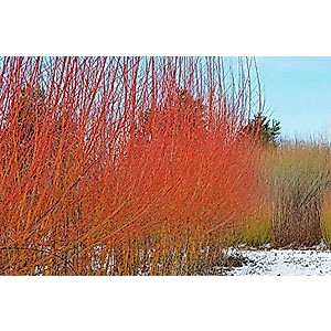 4 Flame Willow Tree Cuttings - Vibrant Orange and Red Bark - Unique Trees to Grow