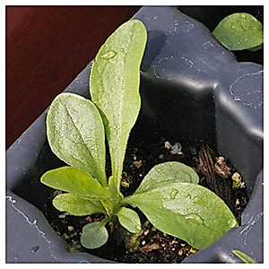 Everwilde Farms - 2000 Old Field Goldenrod Native Wildflower Seeds - Gold Vault Jumbo Seed Packet