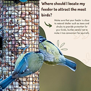 French Camp Grain - Safflower Seed Wild Bird Food - Bird Seeds for Outside Wild Birds - Wild Bird Seed - Bird Seeds for Outside Wild Birds 50 LB Bag