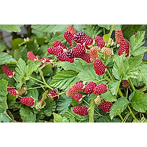 Loganberry Plant Live from 6 to 10 Inc Height, Berry Fruits Planting ...
