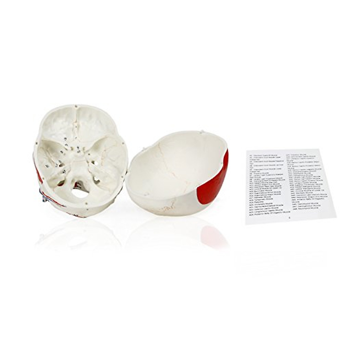 Walter Products B10208 Human Skull Model with Markings, Life Size