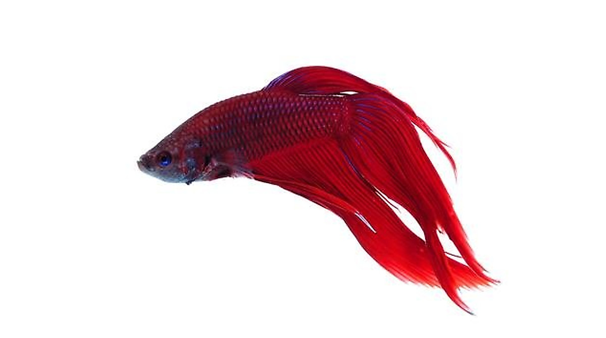 Buy Betta Splendens Male Fighting Fish in Assorted Colors