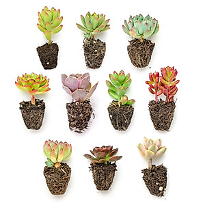 10 Assorted Succulents with Root, 10 Different Varieties Live Plants Collection, Without Plant Pot, Great for Gardener Beginner, DIY Projects, Party Favor, Gift for Her