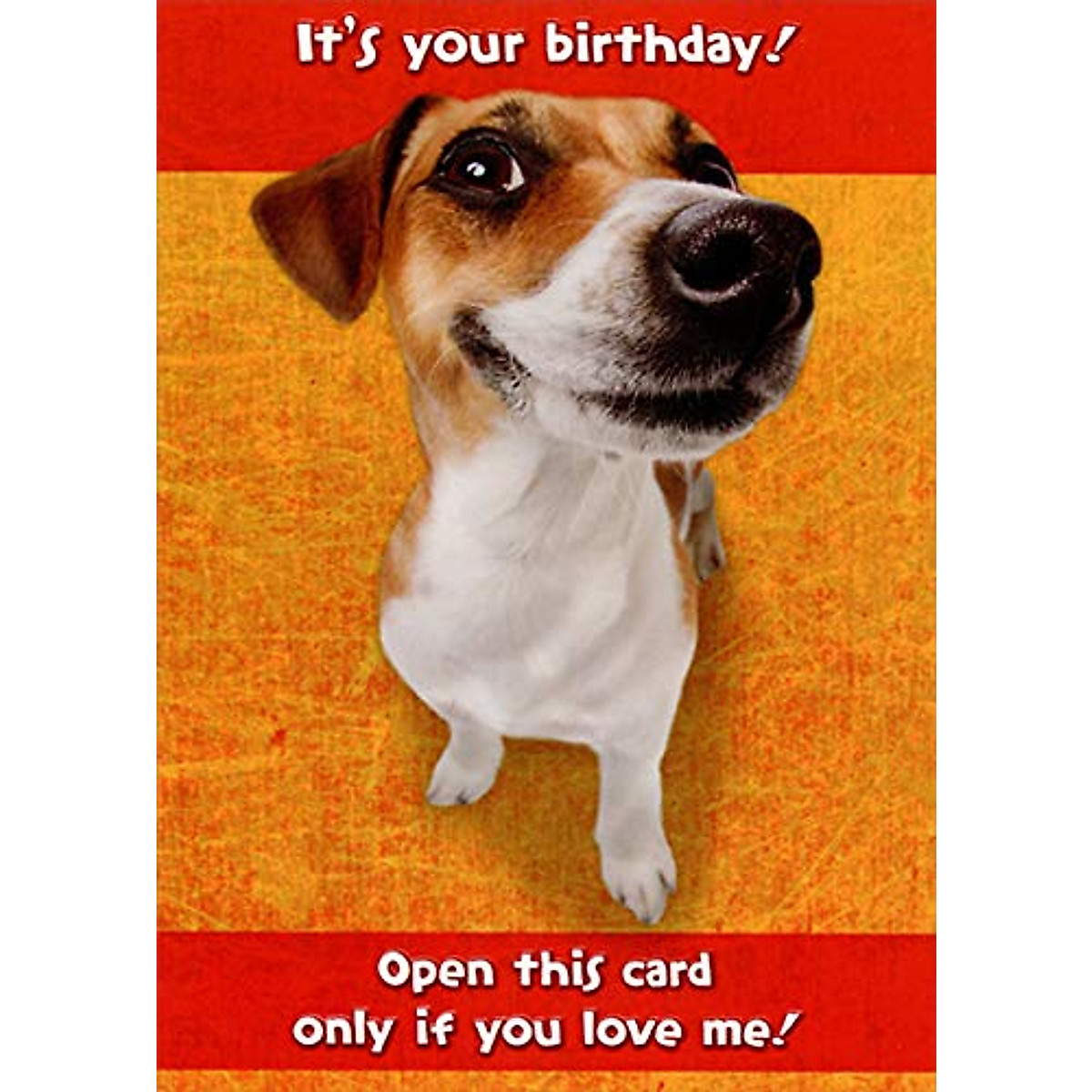 Designer Greetings Open This Card : Jack Russell Terrier Funny : Humorous Dog Love Birthday Card