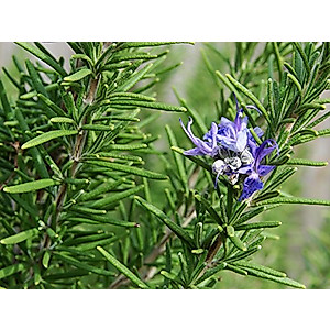 Rosemary (Rosmarinus officinalis) 100mg Seeds for Planting, Dew of The Sea, Sea Dew, Elf Leaf, Guardrobe, Incensier, Compass Weed, and Polar Plant, Open Pollinated, Non GMO, Vegetable Garden