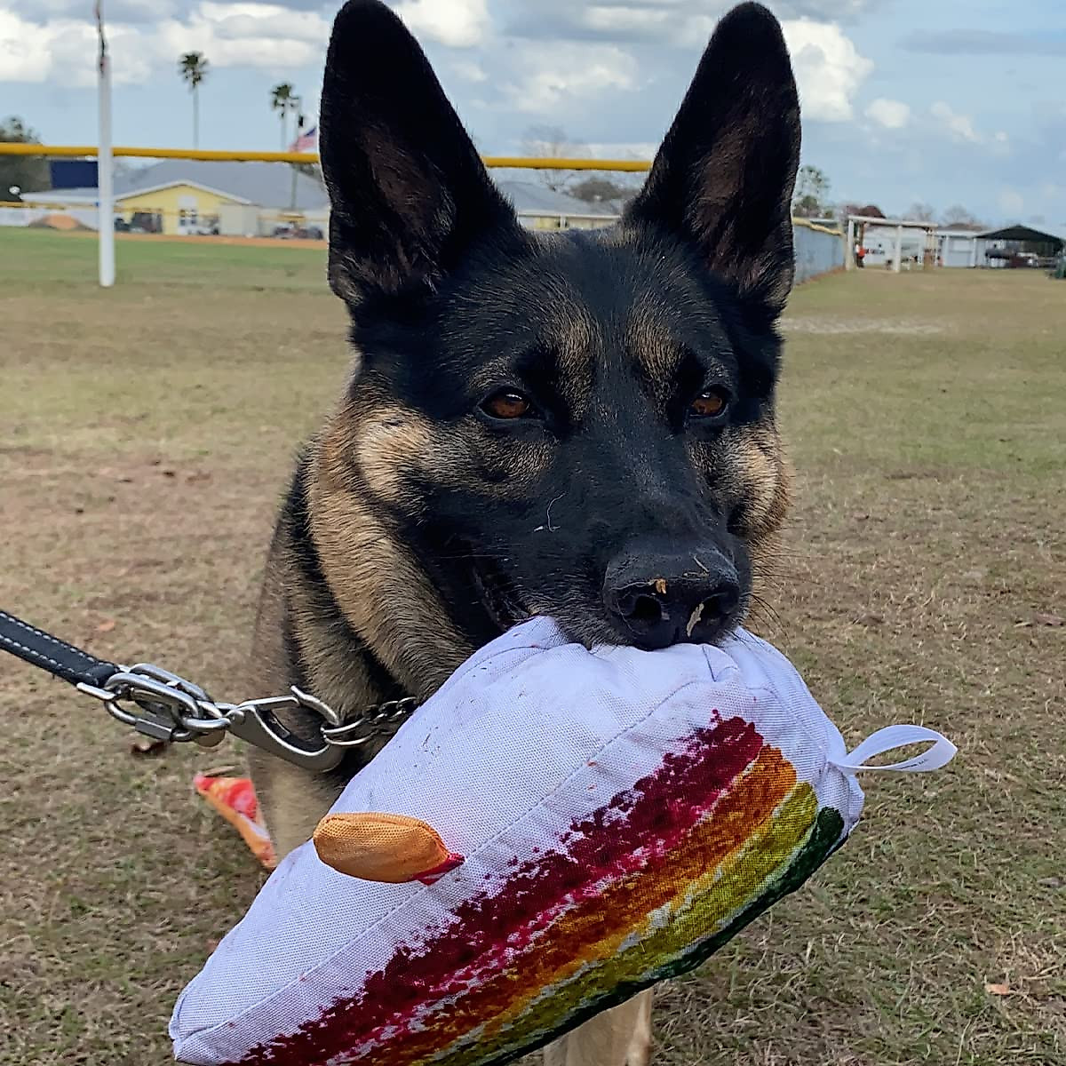 Doggijuana | Juananip™ Refill | Premium Organic Ground Catnip for Dogs | All Natural | Grown in The USA (Cake and Whine Bundle)