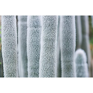 30 Silver Torch Cactus Seeds - Cleistocactus strausii Cacti Seeds - Ships from Iowa, USA - Grow Exotic Succulent Cacti Bonsai