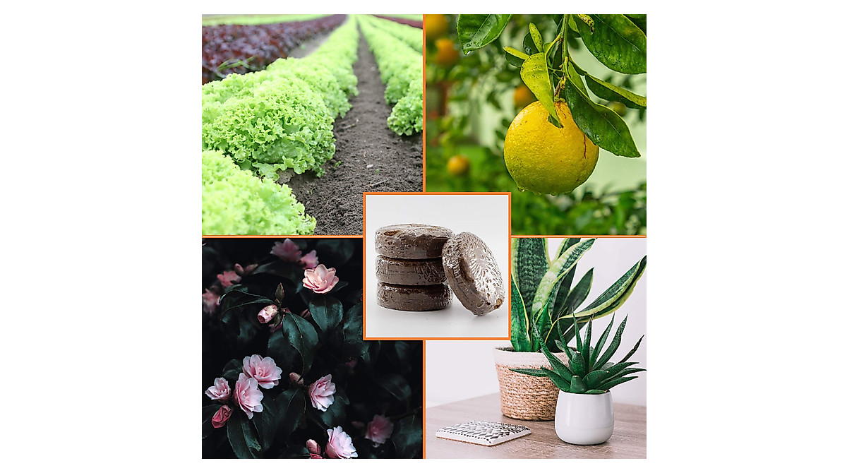 YBB 12 Pack Coco Coir Plant Pot Discs - Eco-Friendly