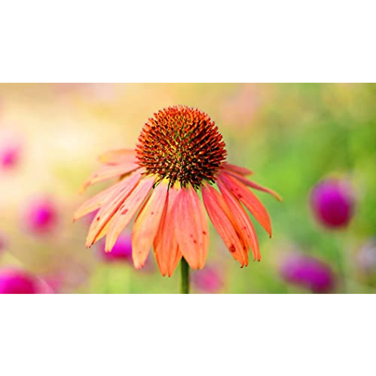 Zeoust Loife Echinacea Seeds for Planting Orange Red Coneflower Plants - Non-GMO Heirloom Flowers Seed to Plant Outdoors Garden 200 Seeds (Orange Red Coneflower)