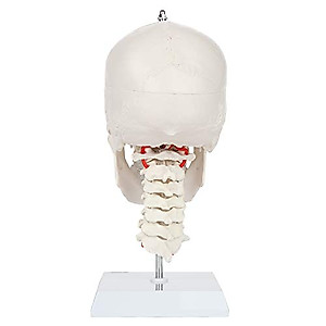 Axis Scientific 3-Part Human Skull Model with Flexible Neck | Life Size Plastic Skull on a Flexible Cervical Spine Molded from a Real Human Skull
