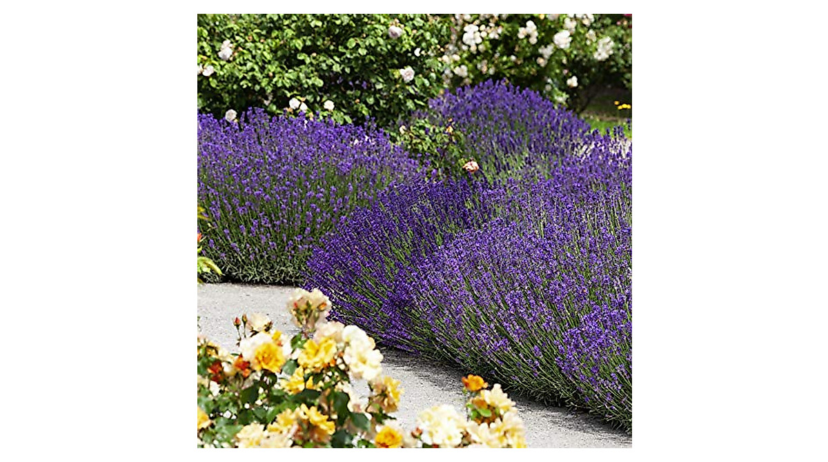 Buy True Lavender Seeds - Aromatic English Herb Plant
