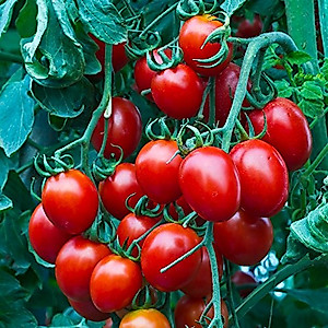 Gaea's Blessing Seeds - Tomato Seeds - Small Red Cherry Heirloom - Non-GMO Seeds with Easy to Follow Planting Instructions - Open-Pollinated 92% Germination Rate