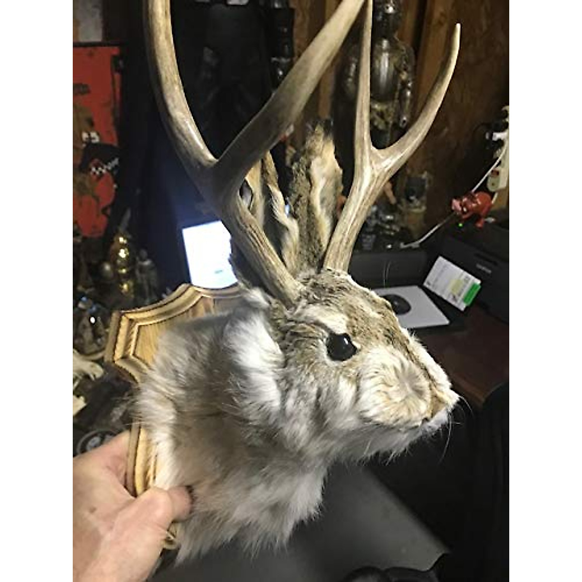 Jackalope Shoulder Head Mount Taxidermy Mounted 4 Point Antlers Professionally Done (Bailey)