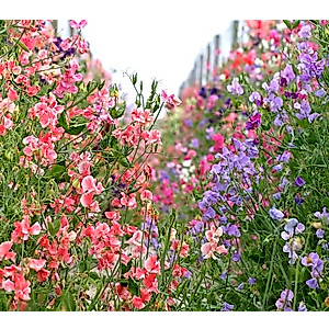 NOTSWOH—Sweet Peas Flower Seed Vine Mix - 300 Seeds—Garden&Outdoor