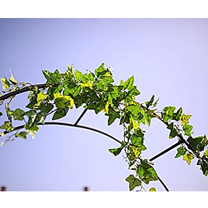 1. GO Steel Garden Arch, 7'8" High x 4'5" Wide, Garden Arbor for Various Climbing Plant, Outdoor Garden Lawn Backyard