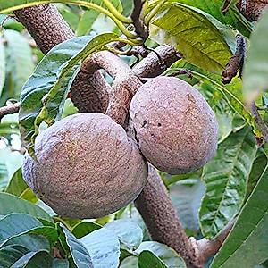 Red Custard Apple Tree Seeds Annona Reticulata Tropical Fruit Tree Delicious and Sweet Fruit Attract Bees Culinary Uses Gardens Outdoor 10Pcs Fruit Tree Seeds by YEGAOL Garden