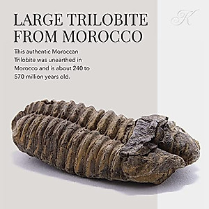 KALIFANO Authentic Large Arthropod Calymene Trilobite Fossil from Morocco - Marine Trilobita/Calymene for Fossil Collections and Education Purposes (Information Card Included)