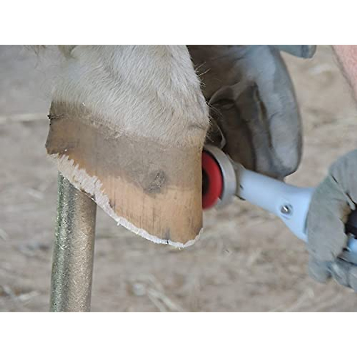 Complete Horse Hoof Trimmer Set – Electric Plug in - 110 Volt - Accessories Included