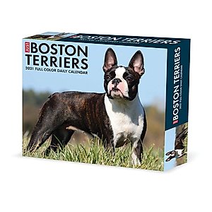 Just Boston Terriers 2021 Box Calendar (Dog Breed Calendar)