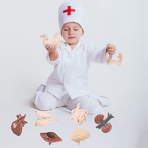 8PCS Human Organs Model Mini Human Body Parts Anatomy Toys for Kids, Anatomy Models Physiology Study Tools Students Sciences Learning Kit