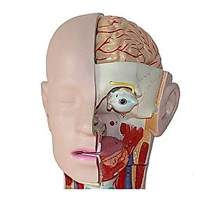 HEYBEC 85Cm Body Anatomy Model Human Anatomical Internal Organs for Learning Resources Easy to Remove