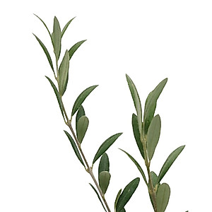 American Plant Exchange Arbequina Olive Tree, 5" Pot, 1.5ft Tal, Elegant, Live Fruiting Houseplant for Home & Garden, Self-Pollinating