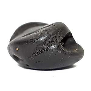 Rudrakshguru TriVikrama Shaligram - Gandaki River Nepal