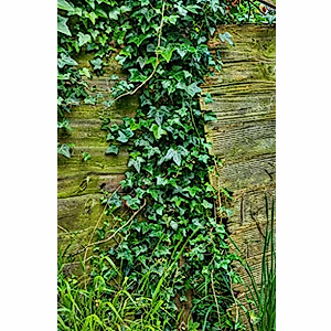 Hedera Helix Seeds English Ivy Vine 50 Seeds