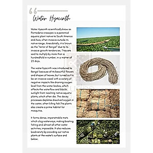 Durrie India 4 Ft. Natural Oak Brown Water Hyacinth Area Rug Round Braided Rustic Rug - Vintage Woven Rug - Water Hyacinth Rugs for Bedroom, Kitchen, Living Room, Farmhouse (4 Ft Round)