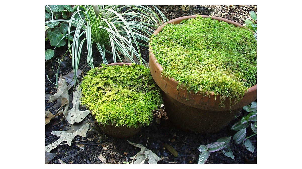 Living Mixed Moss for Terrariums and Bonsai - 9"x12" Sheet
