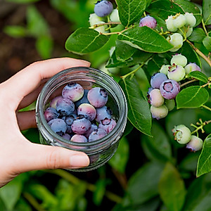 Youngever Glass Baby Food Storage, 6 Ounce Baby Food Glass Containers with Airtight Lids, Glass Jars with Lids (8 Rainbow Colors)