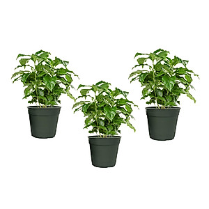 American Plant Exchange Arabica Coffee 3 Pack Fuit Producing Live Plants, Three 4" Pots, Fragrant White Flowers