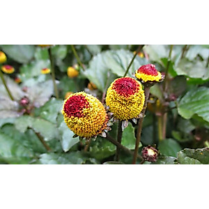 100 Toothache Plant Seeds（Spilanthes paniculata Wall. ex DC.） to Grow in Your Garden