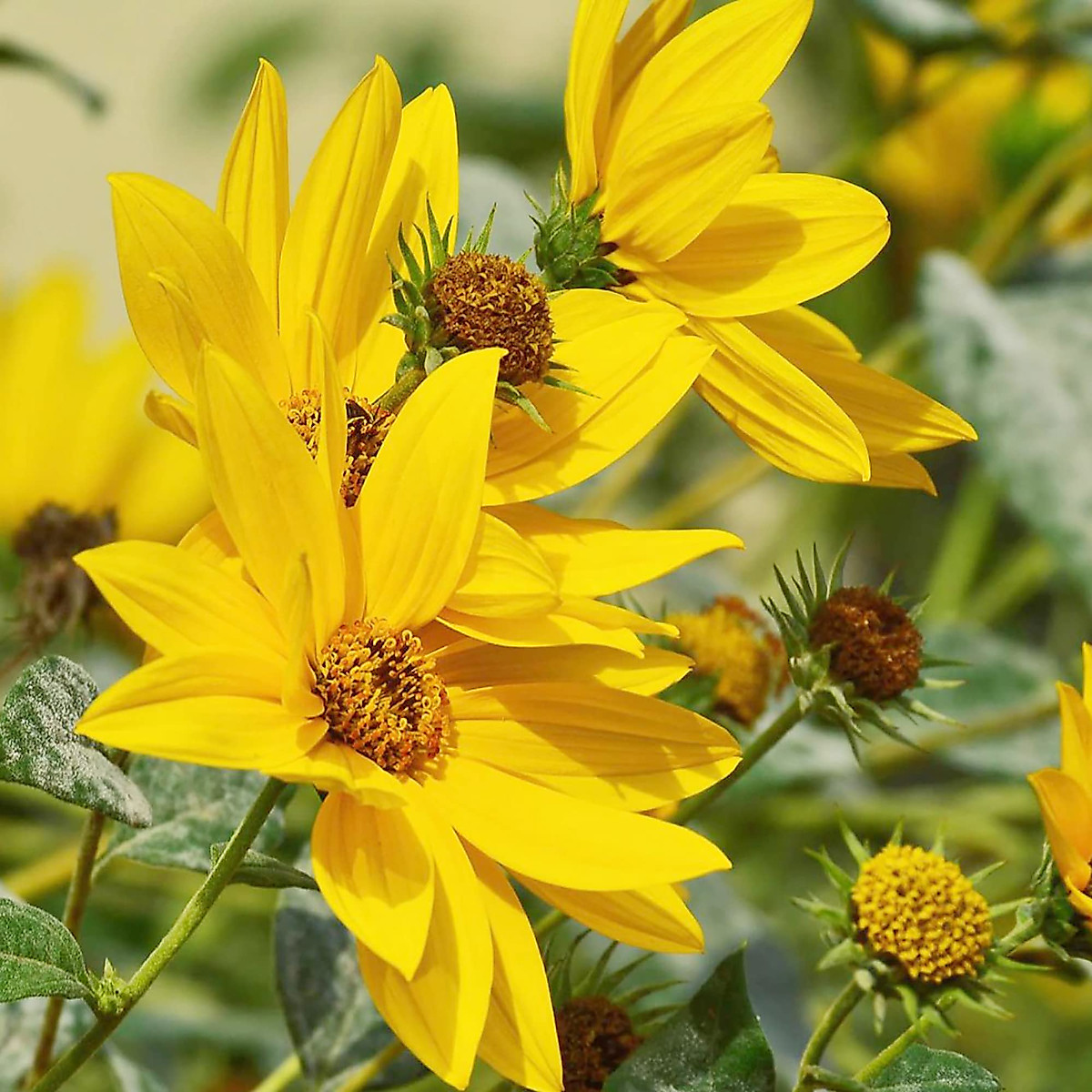 Maximilian Sunflower Seeds Helianthus Maximiliani Perennial Cut Flower Showy Attract Birds & Butterflies Drought Tolerant Bed Border Outdoor 250Pcs Flower Seeds by YEGAOL Garden