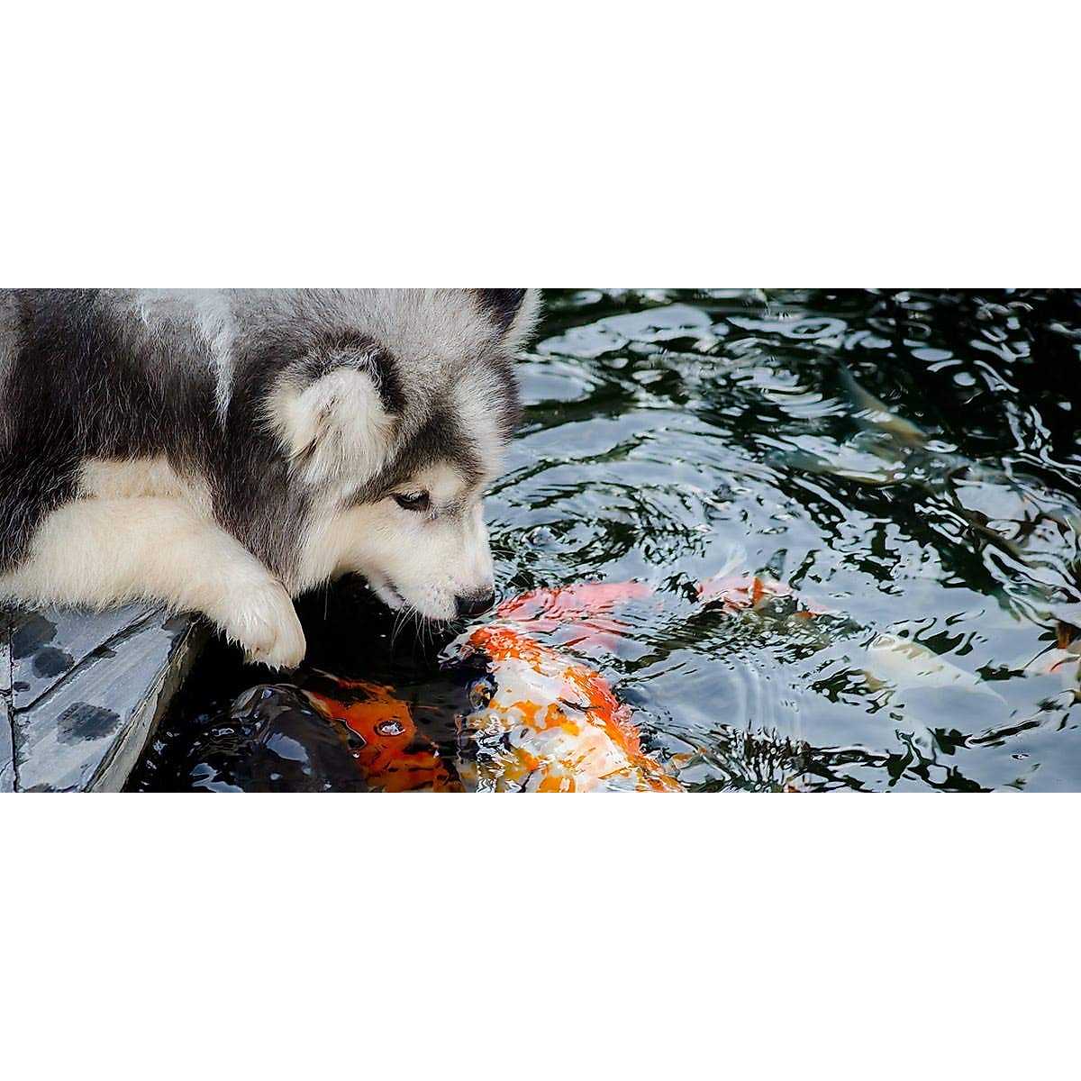 MY LUCKY PETS LLC Dog Heart Guard Tablets - Dog Omega 3 Fatty ACIDS - Fish Oil - Best Heart Brain Skin and Joint Health - Vet Recommended - Dog Fish Oil Chews - 1 Bottle (180 Softgels)