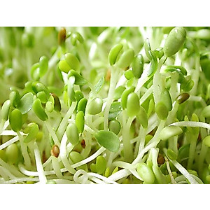 Todd’s Seeds - Alfalfa Sprouting Seeds - 1 Pound Bulk Alfalfa Seeds - Fast Growing Seeds with High Sprout Germination