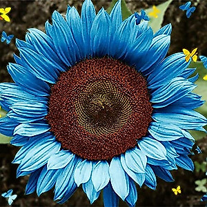 QAUZUY GARDEN 40 Rare Blue Sunflower Seeds (Helianthus Annuus), Attract Pollinators, Rare Striking Showy Exotic Flower for Home Garden Office Yard Decor