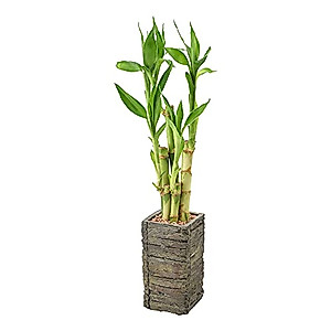 Arcadia Garden Products LV25 5-Stem Lucky Bamboo, Live Indoor Plant in Aged Wood Planter for Home, Work, or Gift, Dark ***Cannot Ship to Hawaii**