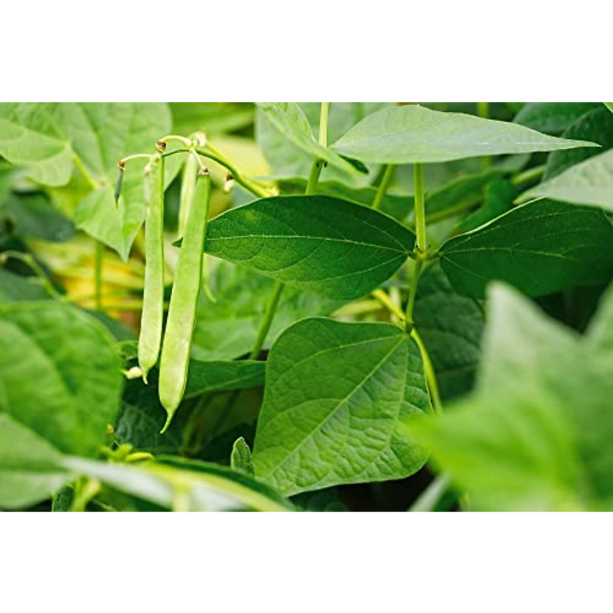 Roma II Italian Bush Bean Seeds for Planting, 30+ Heirloom Seeds Per Packet, (Isla's Garden Seeds), Non GMO Seeds, Botanical Name: Phaseolus vulgaris, Great Home Garden Gift